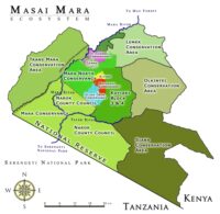 Masai Mara Safari Packages: Best Tours & Prices for 2026